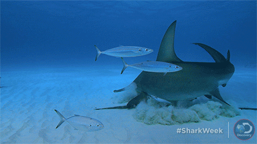 Hungry Hammerhead Shark GIF by Shark Week - Find & Share on GIPHY