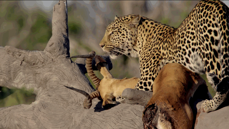 Nat Geo Wild Leopard GIF by Savage Kingdom - Find & Share on GIPHY