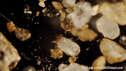 Dust Mite GIFs - Get the best GIF on GIPHY