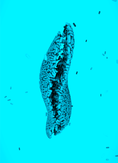 Bacteria GIF by Alastair Gray - Find & Share on GIPHY