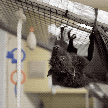 Cute Bats Gif