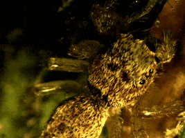 Jumping Spider GIFs - Find & Share on GIPHY