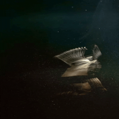 Time Melt GIFs - Get the best GIF on GIPHY