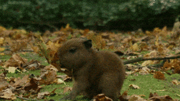 Capibara In Planckendael GIFs - Get the best GIF on GIPHY