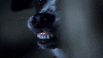 Paranormal Witness Dog GIF by SYFY - Find & Share on GIPHY