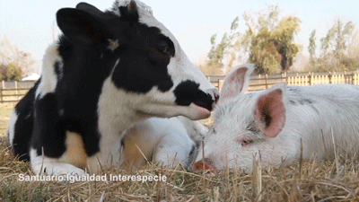 Cow Tail GIFs - Get the best GIF on GIPHY