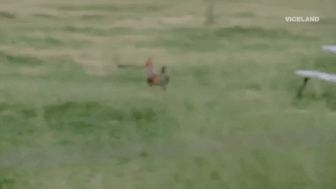 Bundy Ranch GIFs - Get the best GIF on GIPHY