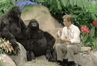 Gif Di Gorilla