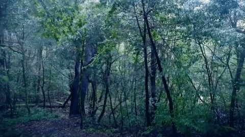Forest Woods GIFs - Get the best GIF on GIPHY
