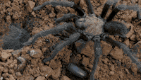 Jumping Spider Gif