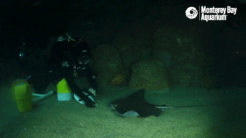 Sting Ray Eating GIF by Monterey Bay Aquarium - Find & Share on GIPHY