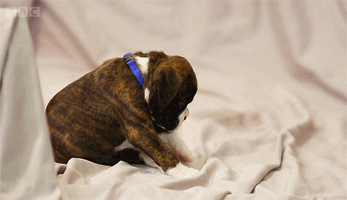 Waking Up Dog GIF by BBC - Find & Share on GIPHY