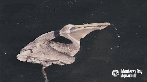 Brown Pelican GIFs - Get the best GIF on GIPHY