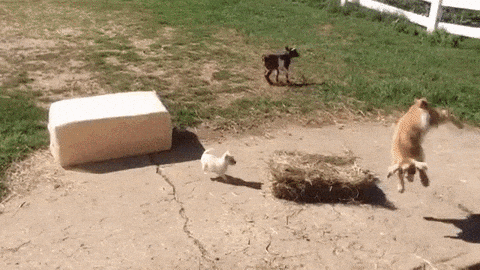 GIF by Random Goat - Find & Share on GIPHY
