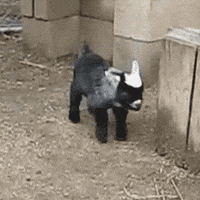 Baby Pygmy Goats Gif