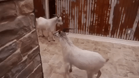Goats GIF by Party Down South - Find & Share on GIPHY
