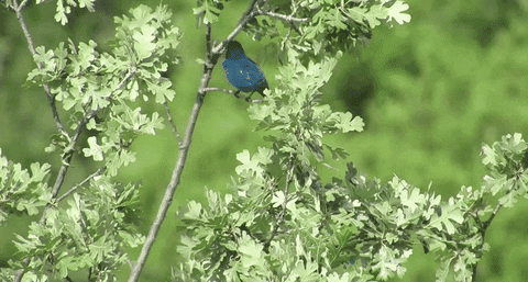 Valley Oak GIFs - Get the best GIF on GIPHY