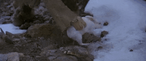 Man In The Wilderness GIFs - Get the best GIF on GIPHY