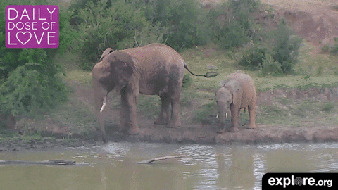 Baby Animal Love GIF by explore.org - Find & Share on GIPHY