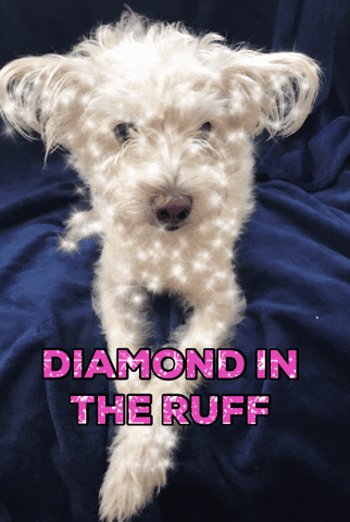 Diamond In The Ruff GIFs - Get the best GIF on GIPHY