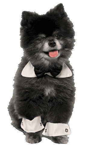 Dog Stickers GIFs on GIPHY - Be Animated