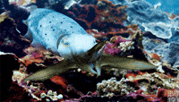 Cuttlefish Gif