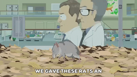 Wheat-bread GIFs - Get the best GIF on GIPHY