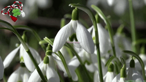 Greeting Cards Spring GIF by echilibrultau - Find & Share on GIPHY