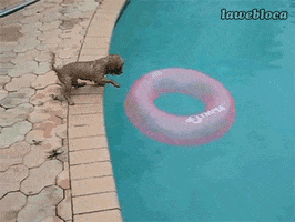 Dog Fails | Funny GIFs of Puppies Falling