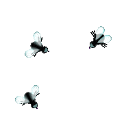 Fly Bug Animated Gif