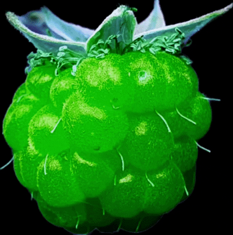 Fruit Raspberry GIF by tailor_made_solutions - Find & Share on GIPHY