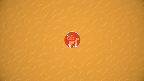 SOS Animal GIF - Find & Share on GIPHY