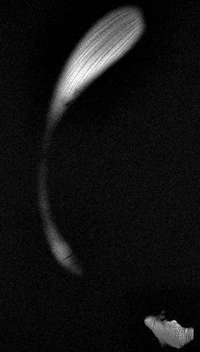 Banana Mri GIFs - Get the best GIF on GIPHY