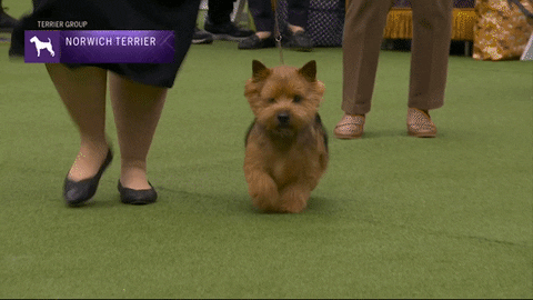 Norwich-terrier GIFs - Get the best GIF on GIPHY