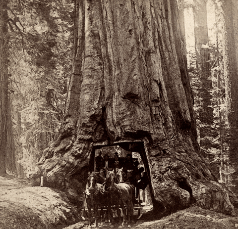 Giant Sequoia GIFs - Get the best GIF on GIPHY