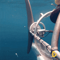 Goblin Shark Bite Gif