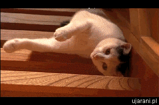 Gif Stalking Cat Stalking Cat GIFs Find & Share On GIPHY
