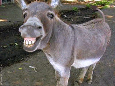 Pack Mule GIFs - Get the best GIF on GIPHY