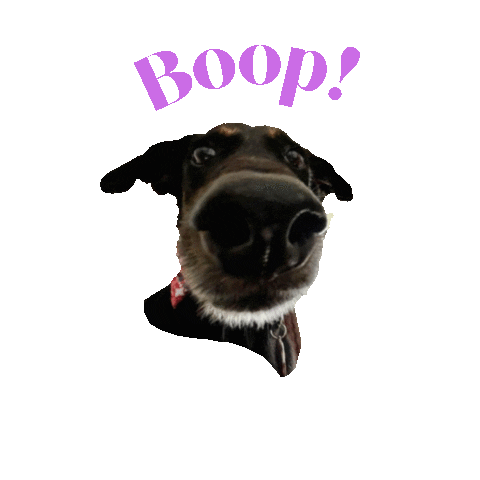 Boop The Snoot Sticker for iOS & Android | GIPHY