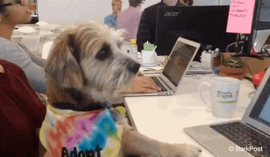 Dog GIF by The BarkPost - Find & Share on GIPHY