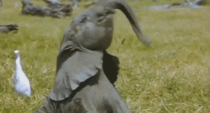 Dingy GIFs - Get the best GIF on GIPHY