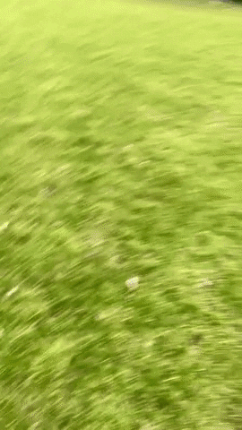 Catch Throw GIF by TV Verl - Ultimate Frisbee - Find & Share on GIPHY