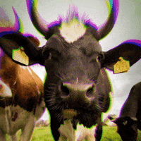 Gif De Vache Dansante Ensemble De Vache Drôle De Bande Dessinée