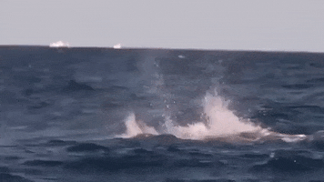 Florida GIFs - Find & Share on GIPHY