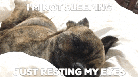 Puppy Nap GIFs - Get the best GIF on GIPHY