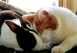 Cat-snuggle GIFs - Get the best GIF on GIPHY