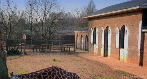 Itv-the-zoo GIFs - Get the best GIF on GIPHY