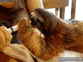 Yawning Sloth Gif