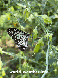 Flapping Butterfly Gif