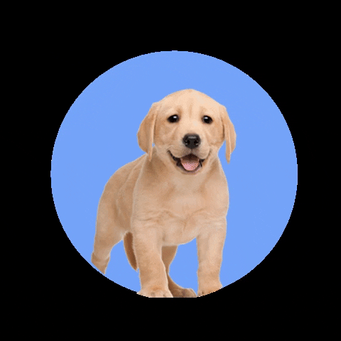 Labradorretriever GIFs - Get the best GIF on GIPHY